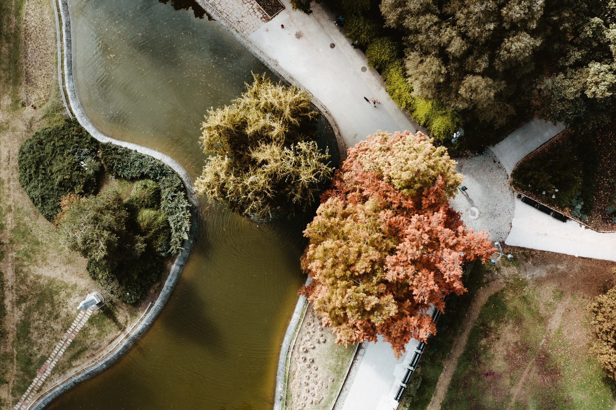 Novosadski stogodišnjaci: Spomenici prirode i svedoci istorije